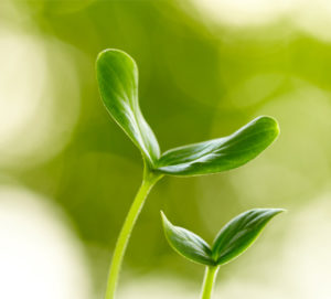 About Us - Grow Plants Everywhere